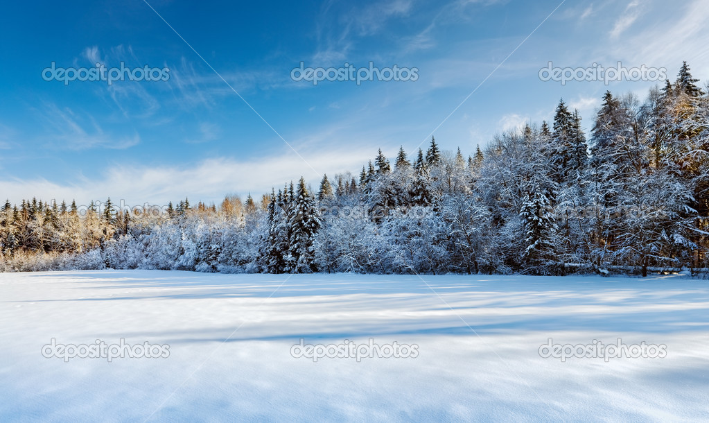 Winter forest — Stock Photo © photoff #37843129