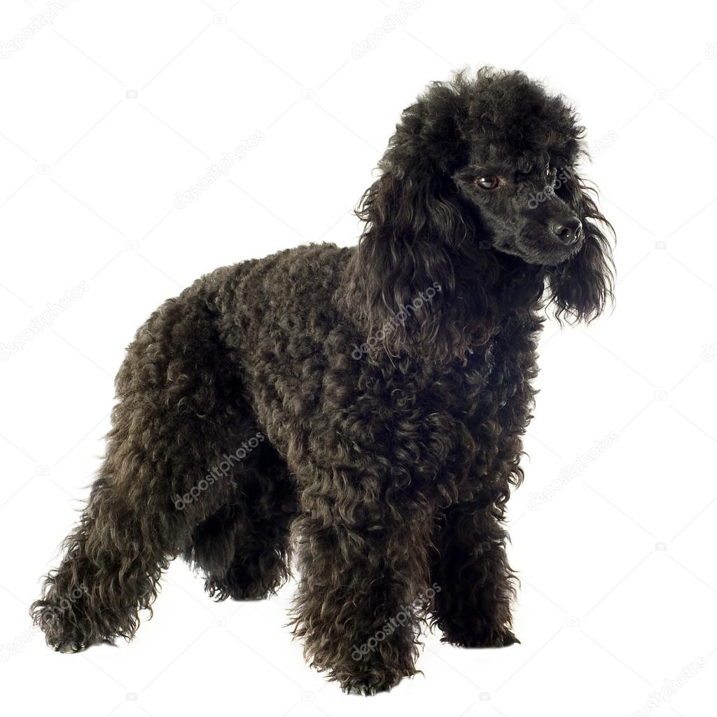Poodle Stock Photo by ©cynoclub 12530088