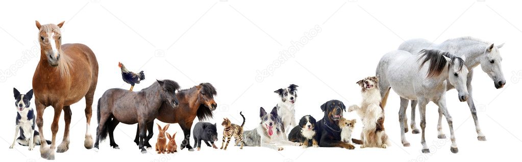 Group of animals — Stock Photo © cynoclub #15757125