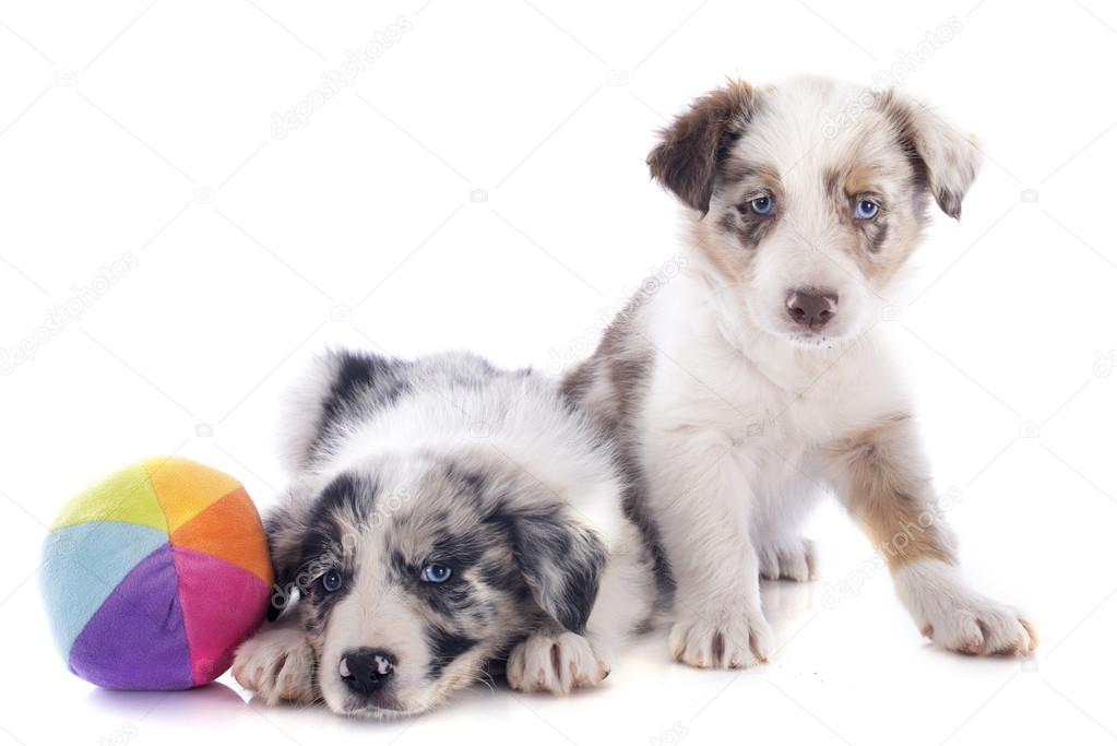 Puppies border collie Stock Photo by ©cynoclub 26075995