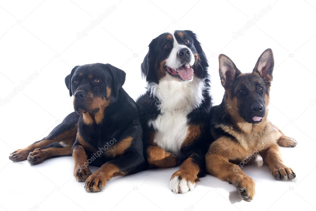 Three dogs Stock Photo by ©cynoclub 27050943