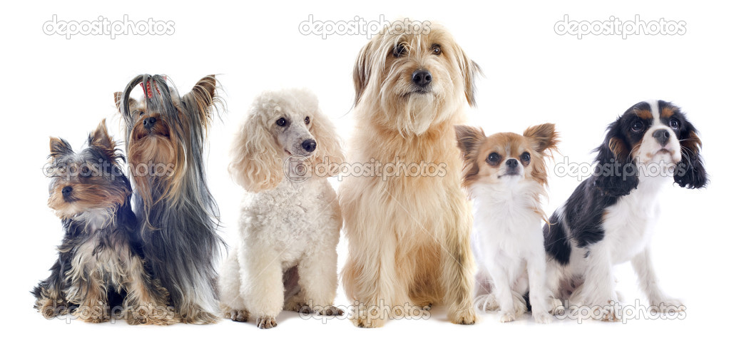 Six little dogs Stock Photo by ©cynoclub 30371349