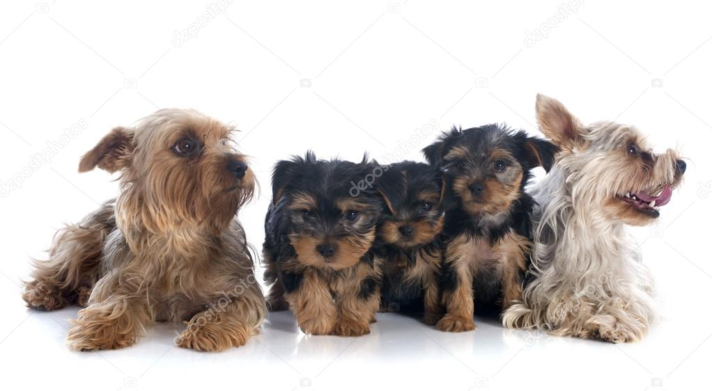 Family yorkshire terrier Stock Photo by ©cynoclub 34955209