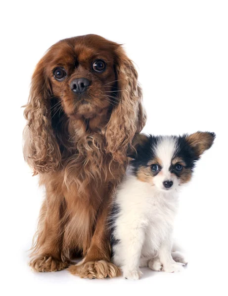 Cavalier King Charles Spaniel Papillon Mix