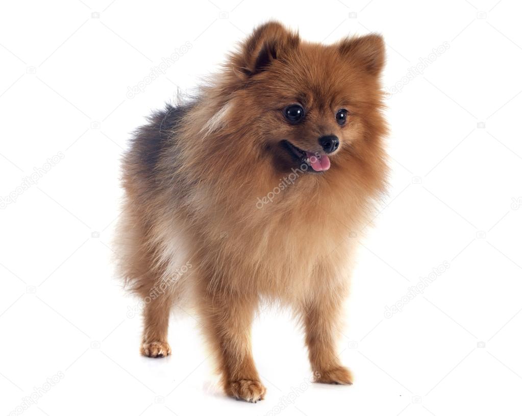 Pomeranian spitz Stock Photo by ©cynoclub 40811271