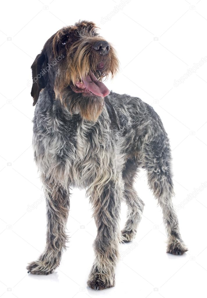 Wirehaired Pointing Griffon — Stock Photo © cynoclub #40811481