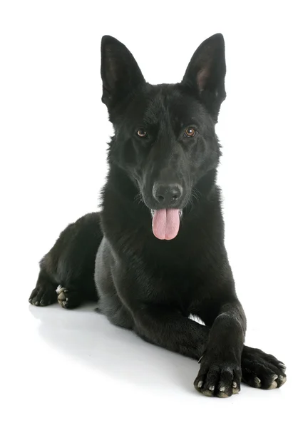 Black short haired shepherd Stock Photo by ©eriklam 88082054