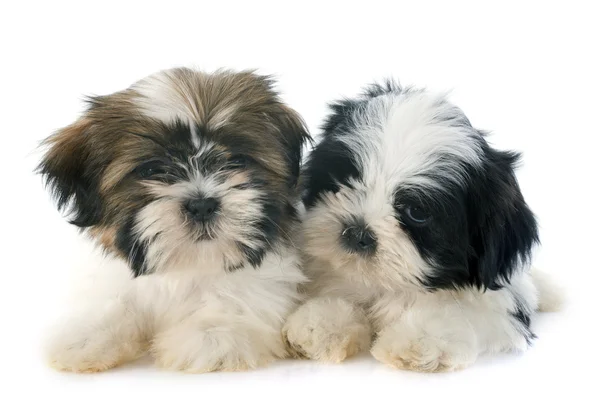 Shitzu fotos de stock, imágenes de Shitzu sin royalties | Depositphotos