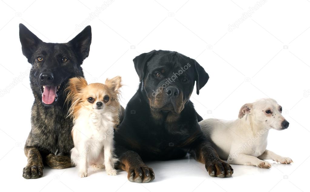 Four dogs — Stock Photo © cynoclub #44343067