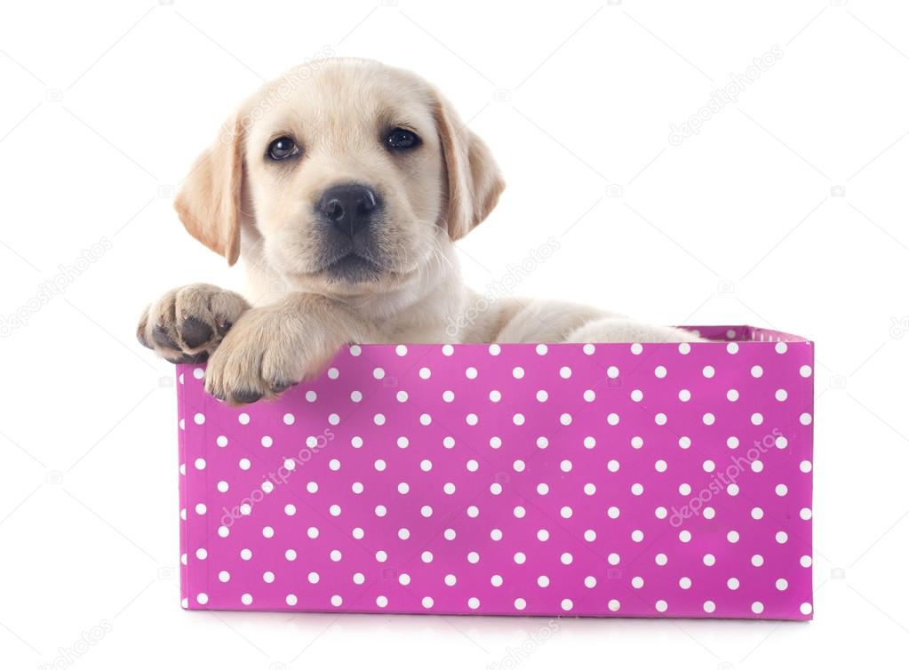 Puppy labrador retriever in box Stock Photo by ©cynoclub 44590551