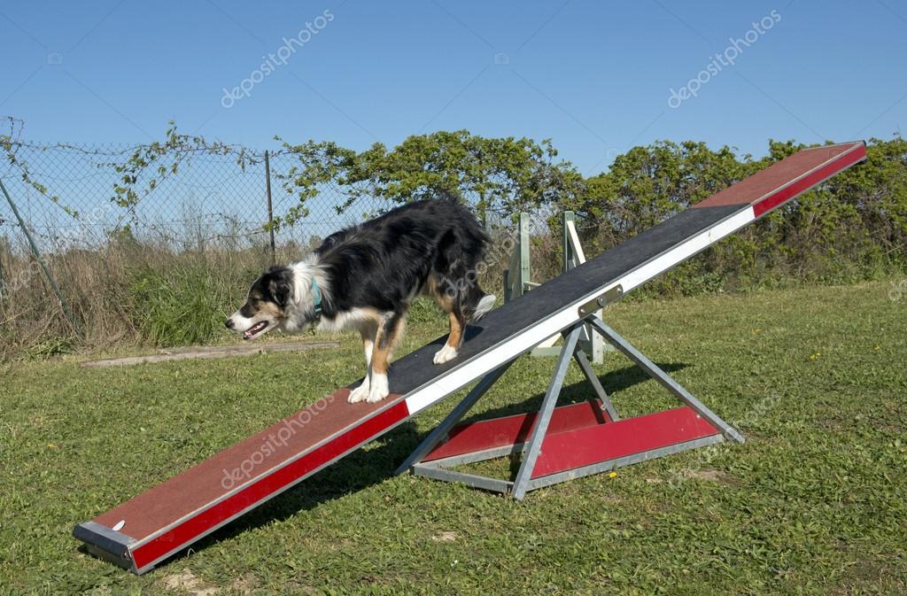 Training of agility — Stock Photo © cynoclub #45141497