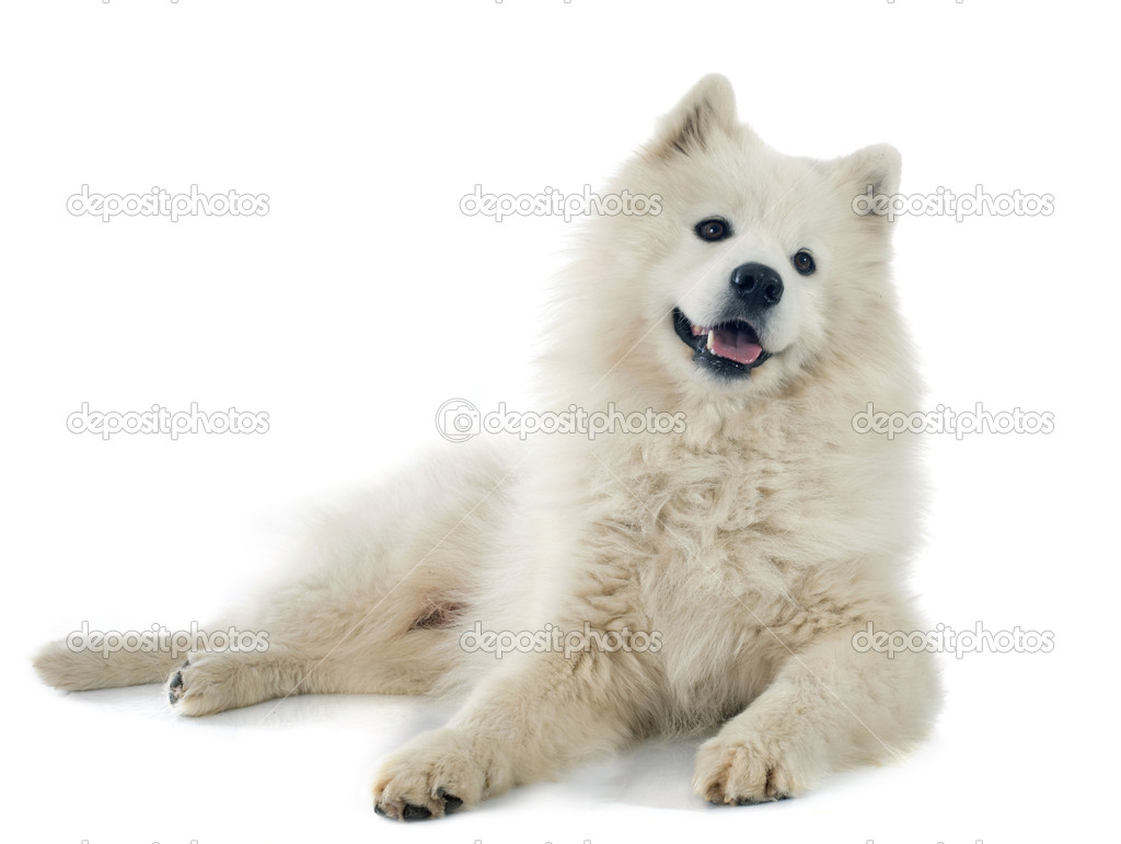 Samoyed Stock Photo by ©cynoclub 46403325