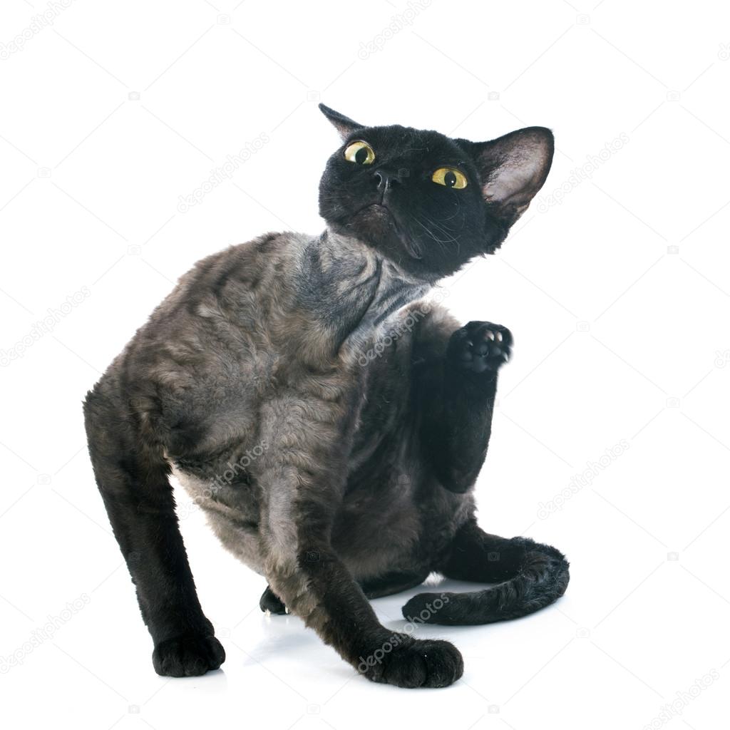 Devon rex Stock Photo by ©cynoclub 48689581