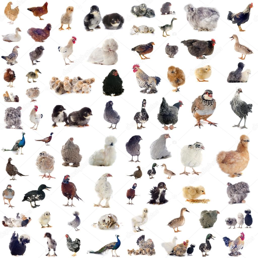 Poultry — Stock Photo © cynoclub #49649459