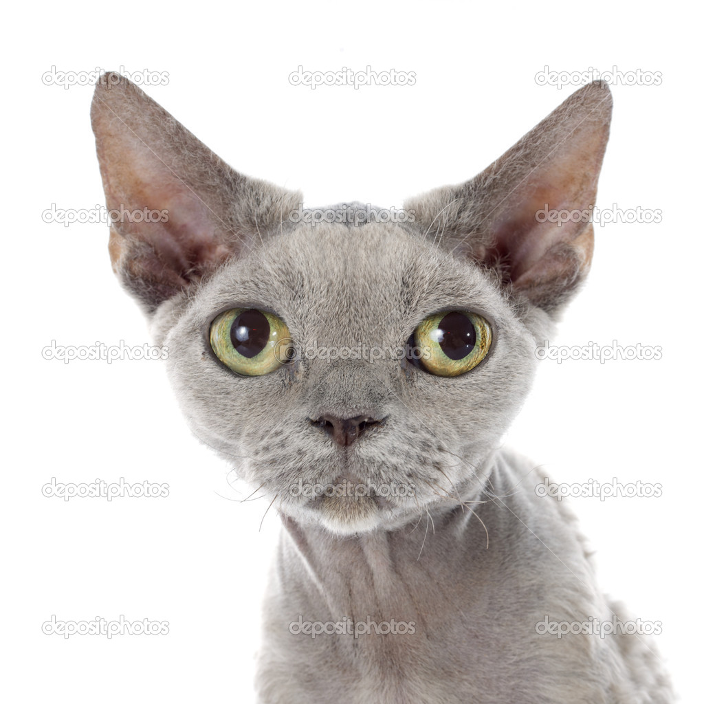 Devon rex Stock Photo by ©cynoclub 50592727