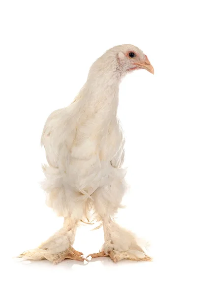 Skinny chicken Stock Photos, Royalty Free Skinny chicken Images ...