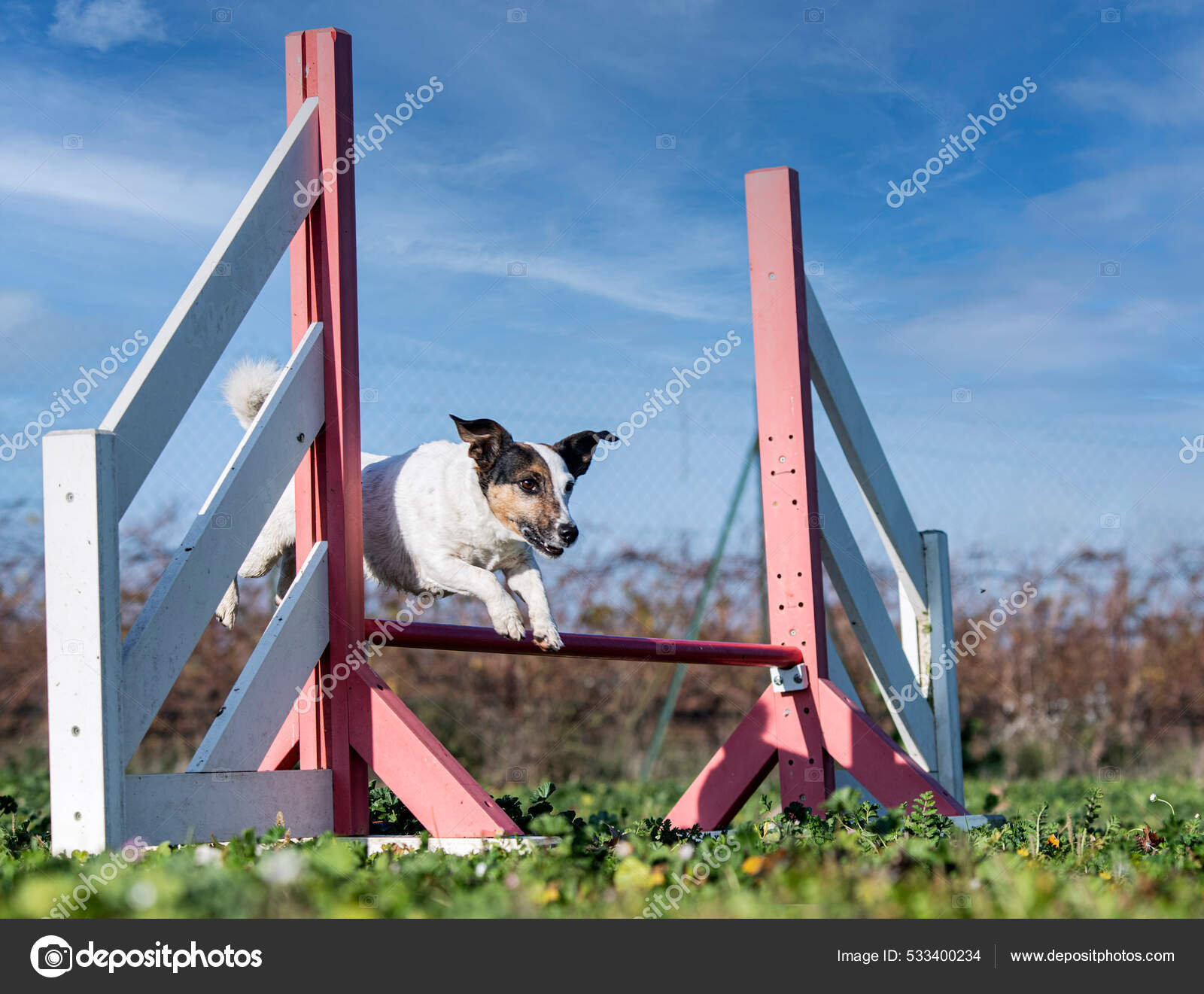 Training Agility Jack Russel Terrier Nature Stock Photo by ©cynoclub ...
