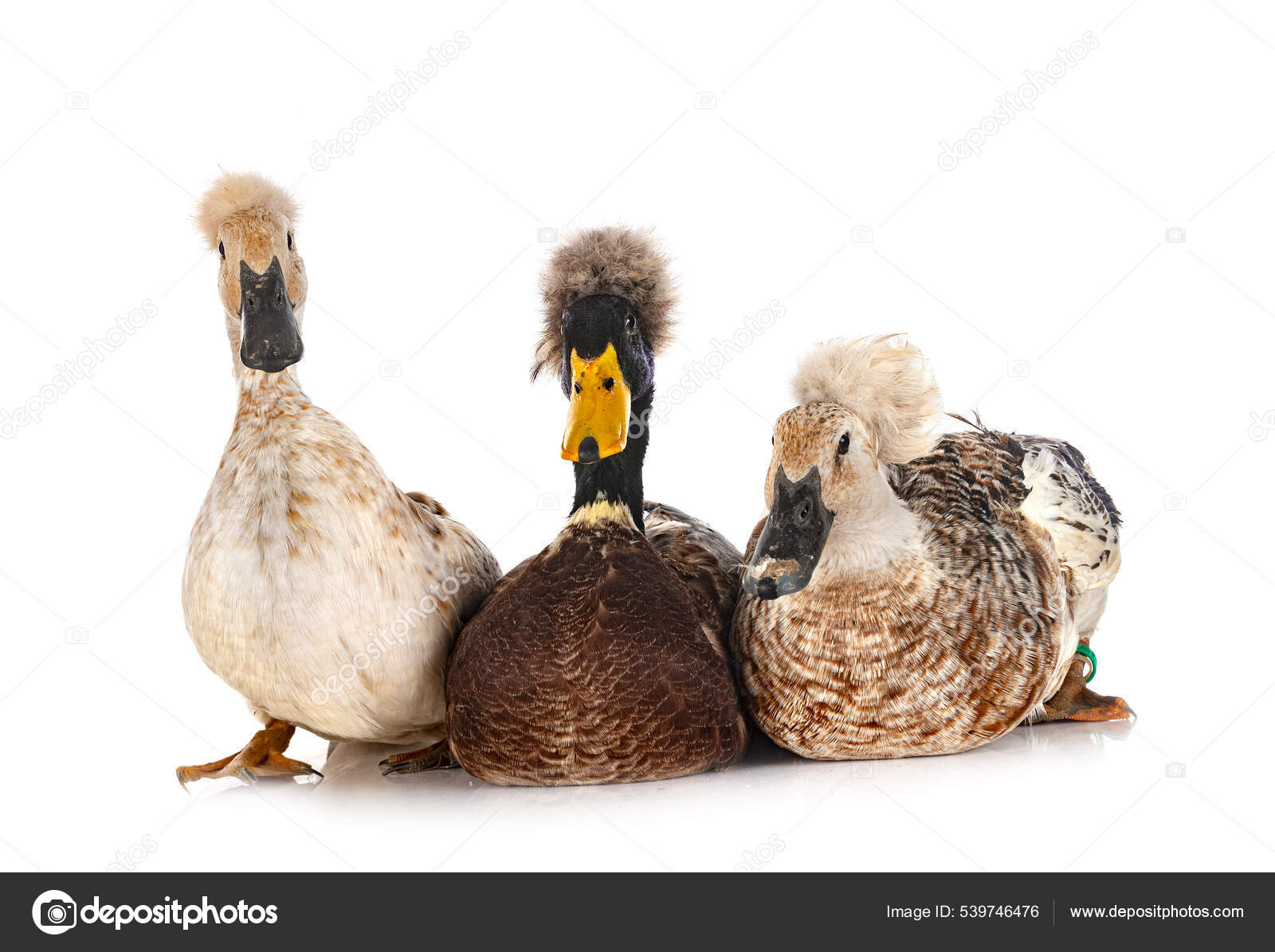 White Crested Ducklings