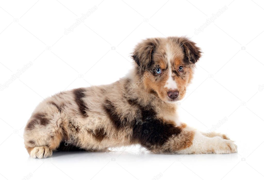 Pastor americano miniatura delante de fondo blanco 2022