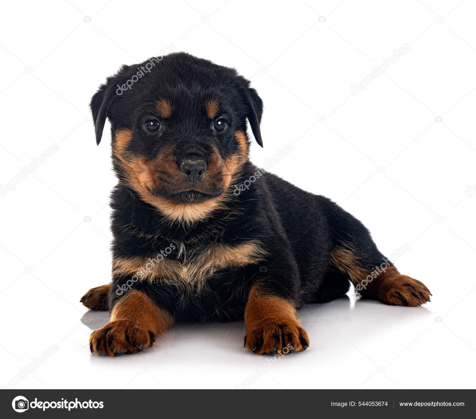 Rottweiler Albino