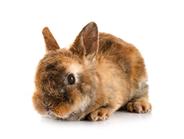 Flemish Giant Rabbit Front White Background Stock Photo by ©cynoclub ...