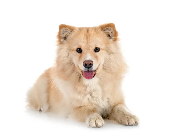 Finnish Spitz Chow Mix