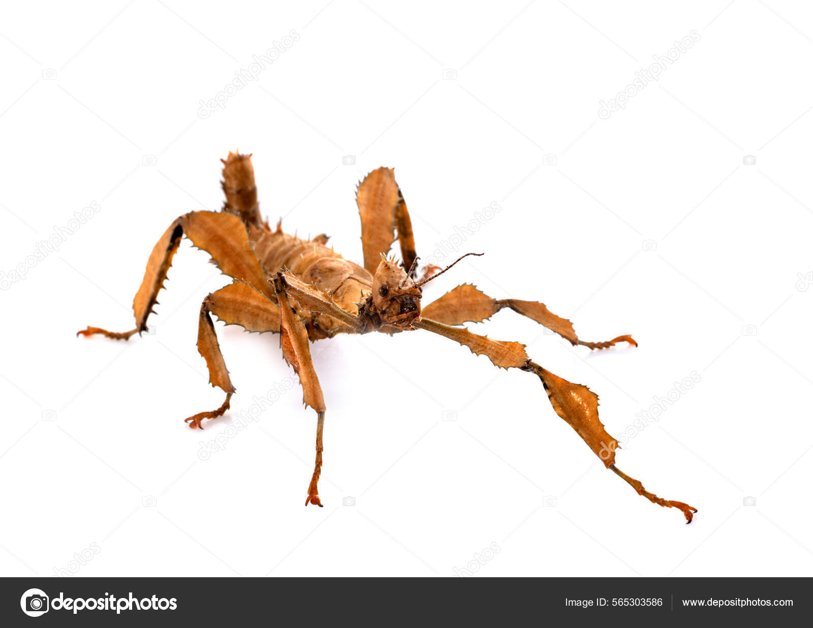 Stick Insect Front White Background — Stock Photo © cynoclub #565303586