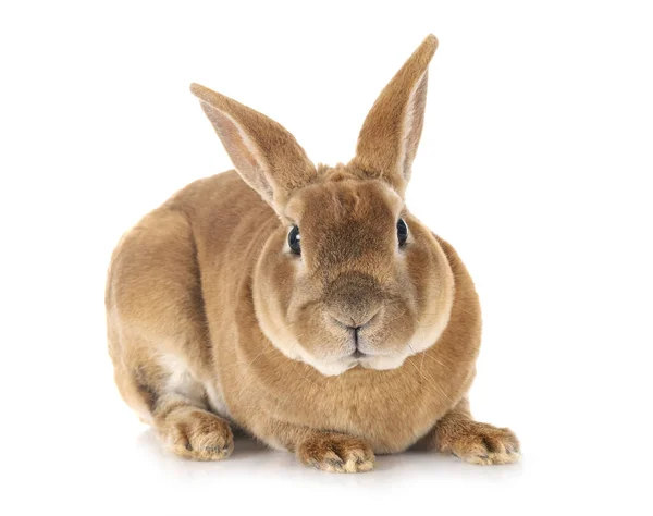 Flemish Giant Rabbit Front White Background Stock Photo by ©cynoclub ...
