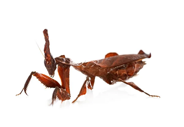 Species of cockroach Stock Photos, Royalty Free Species of cockroach ...