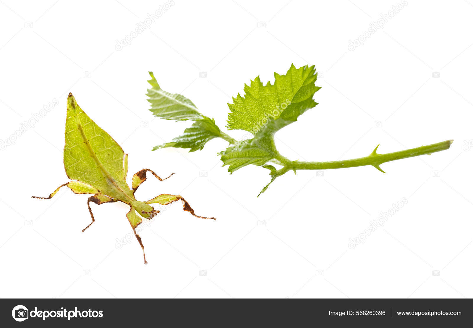 Stick Insect Front White Background Stock Photo by ©cynoclub 568260396