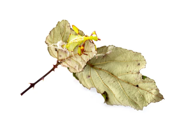 Stick Insect Front White Background Stock Photo by ©cynoclub 568260396