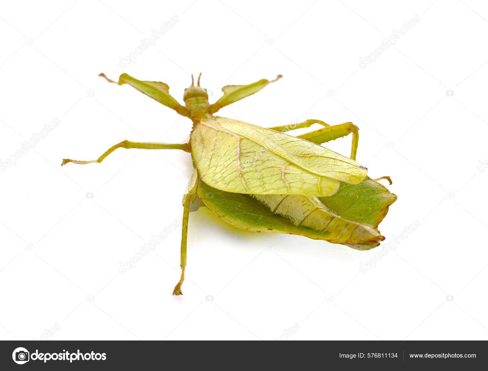 Stick Insect Front White Background — Stock Photo © cynoclub #576811134