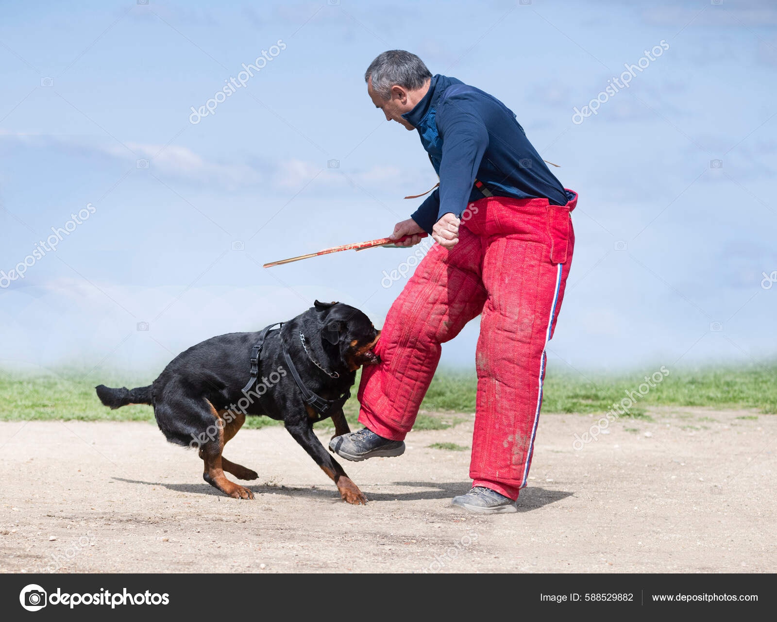 Rottweiler Police Dog Training