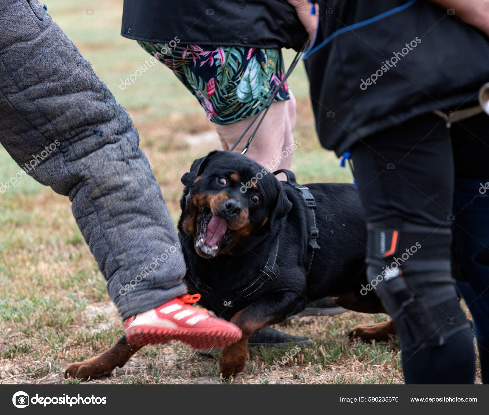Rottweiler Police Dog Training