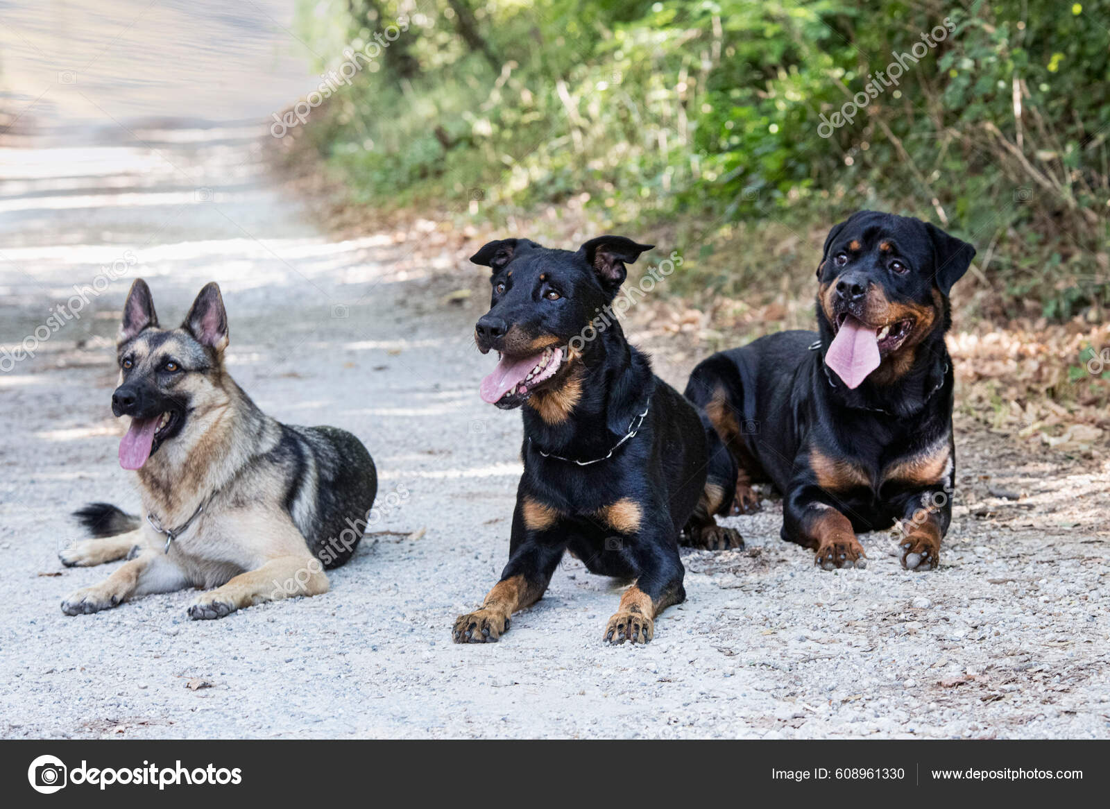 Rottweiler Vs German Shepherd Vs Doberman
