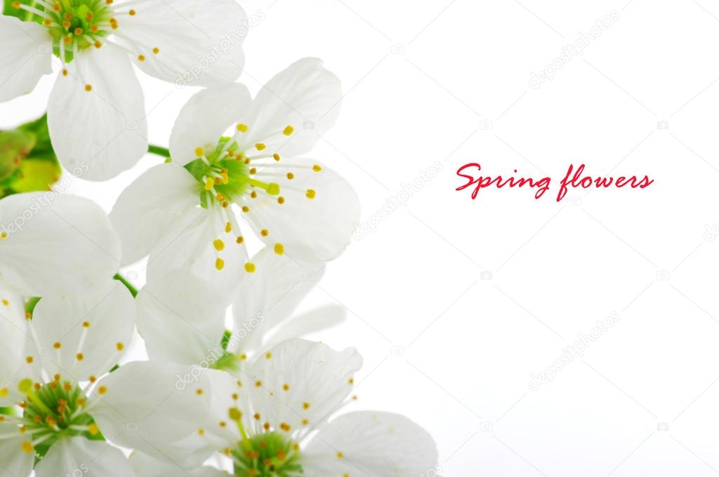 Spring flowers border with sample text — Stock Photo © dolnikov #25062419