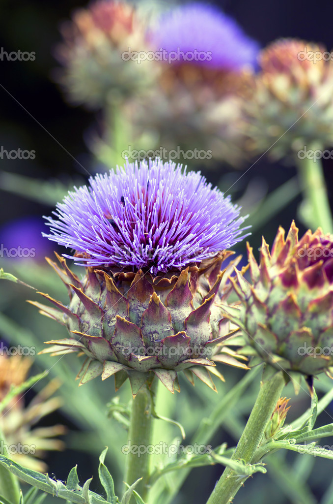 Una hermosa flor de alcachofa silvestre creciendo a lo largo de un ...