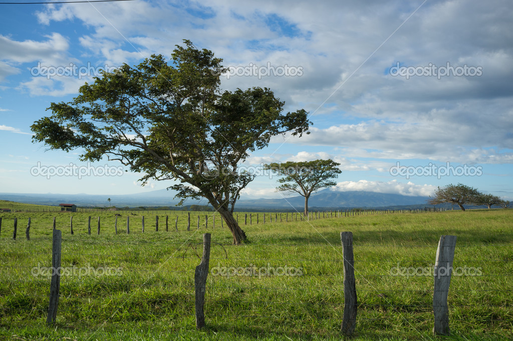 Guanacaste trees Stock Photo by ©OlafSpeier 23340506