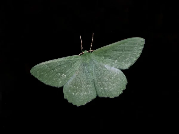 현존 종 Stock Photos, Royalty Free 현존 종 Images | Depositphotos