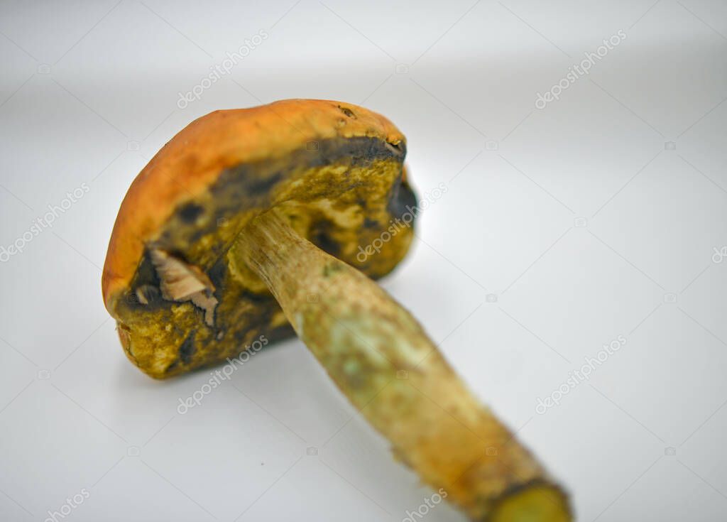 Seta blanca, o boletus, o Borovik. El nombre refleja la propiedad de la ...