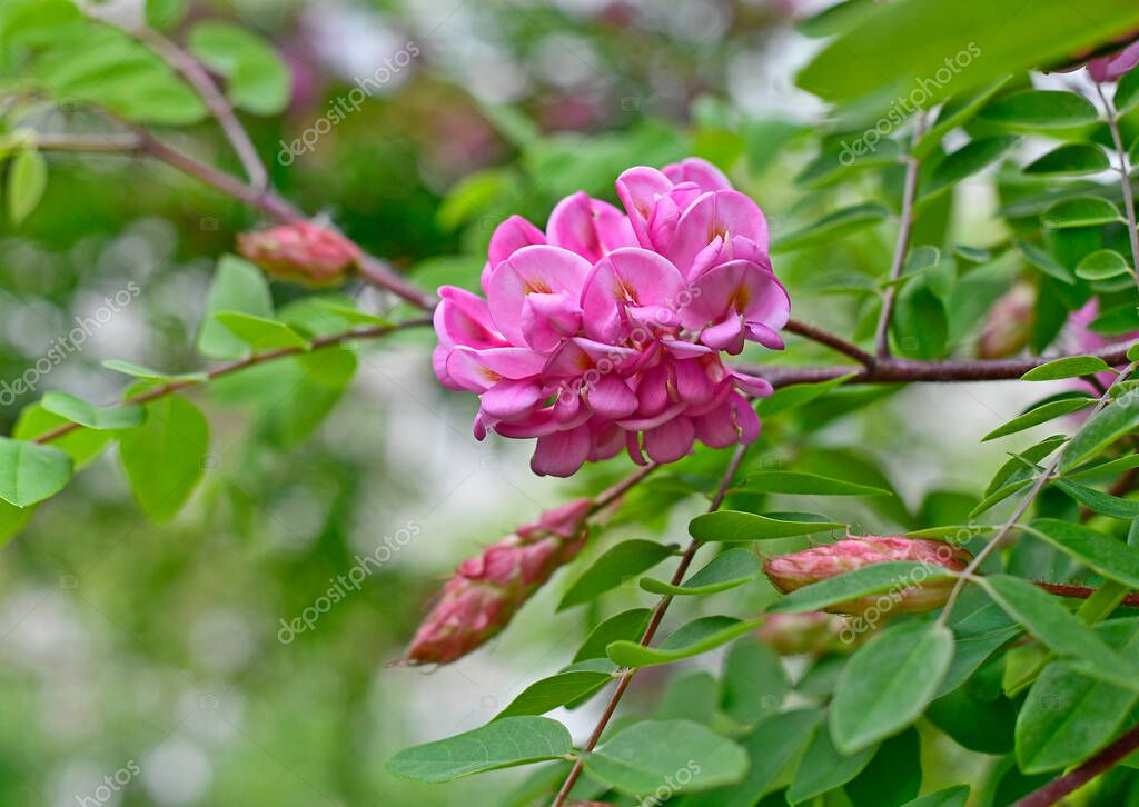 Robinia cerda o acacia rosa es una especie de arbusto del género ...