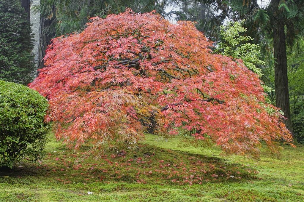Old Japanese Maple Tree in Autumn Stock Photo by ©davidgn 32927979