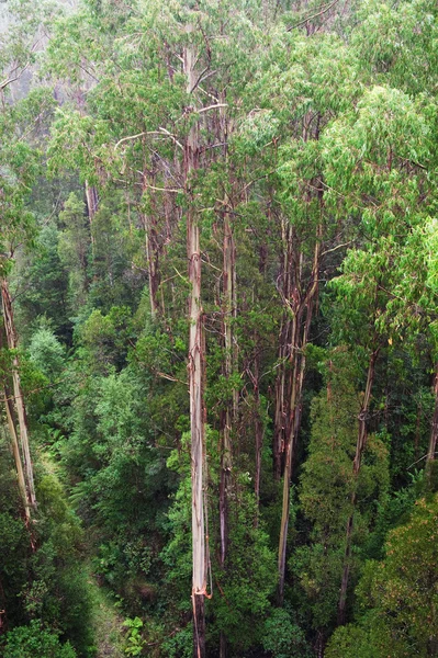 Mabi rainforest Stock Photos, Royalty Free Mabi rainforest Images ...