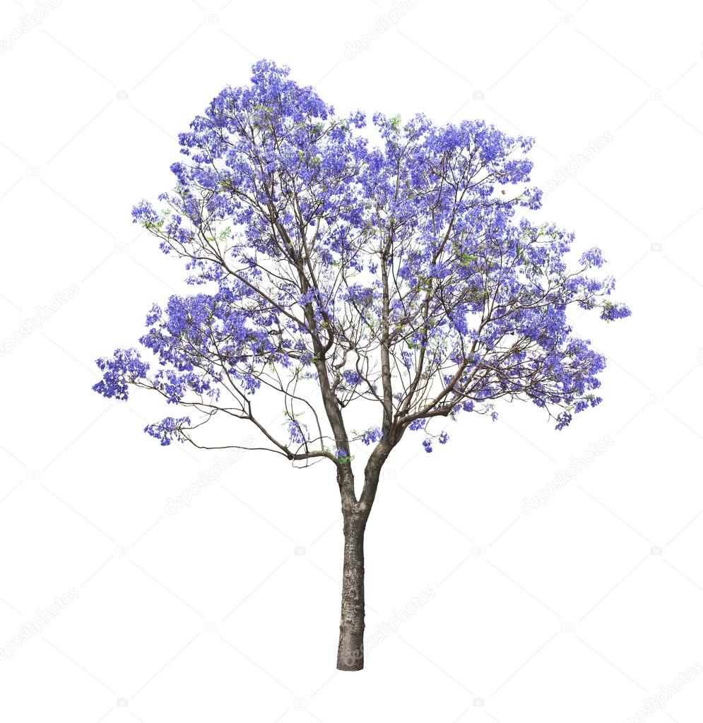 Beautiful blooming Jacaranda tree Stock Photo by ©levkro 26108711