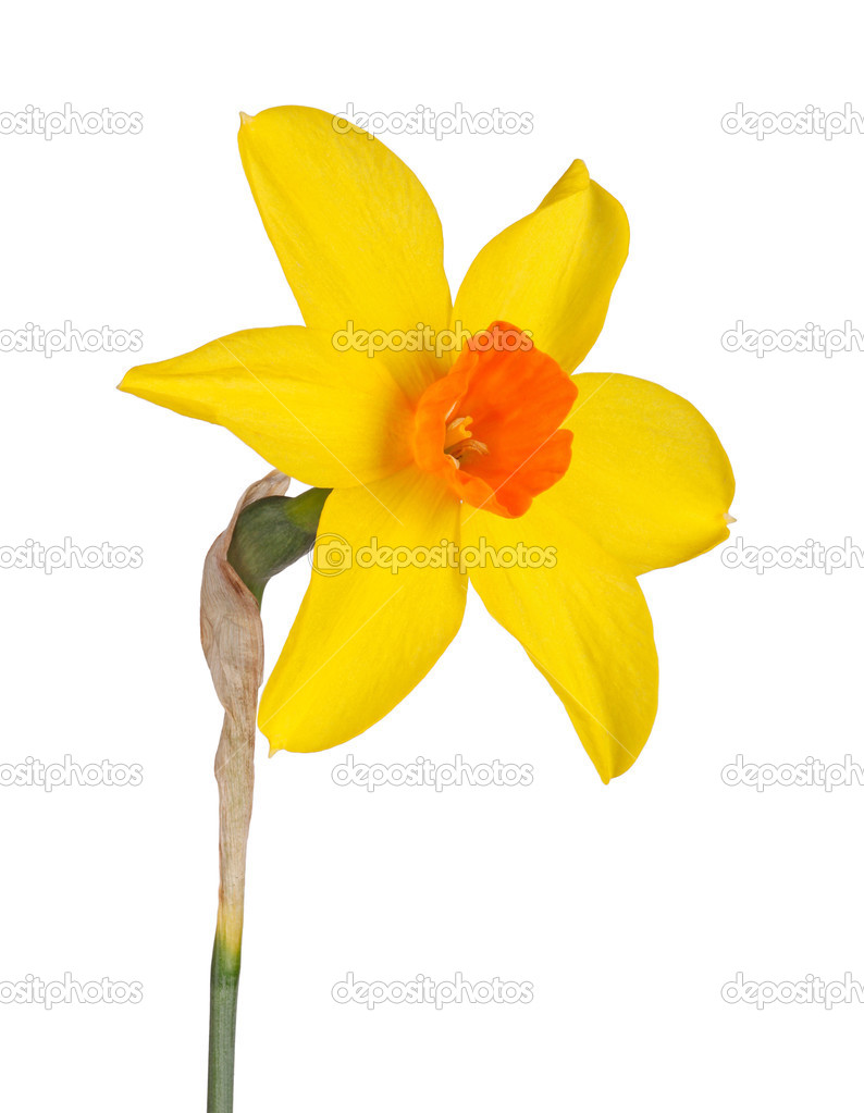 Single flower of a daffodil cultivar against a white background — Stock ...