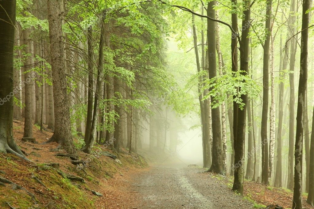 Forest path in the fog Stock Photo by ©nature78 12762847