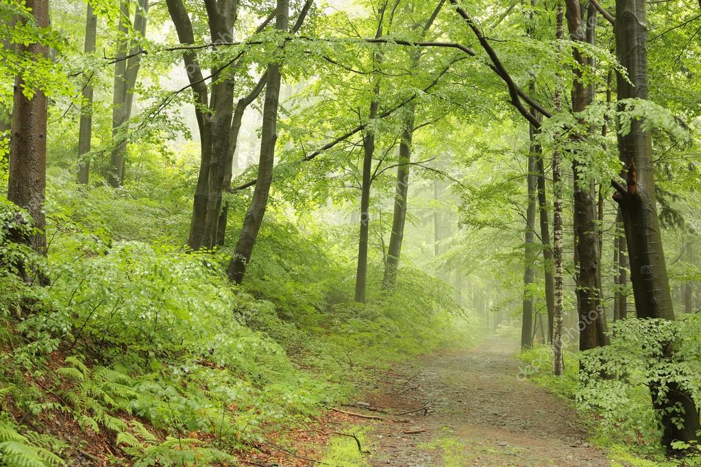 Bosque caducifolio de primavera — Fotos de Stock #47260063