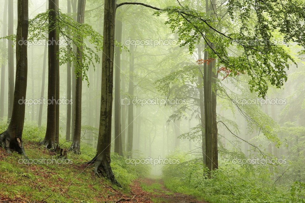 Spring deciduous forest Stock Photo by ©nature78 47435207