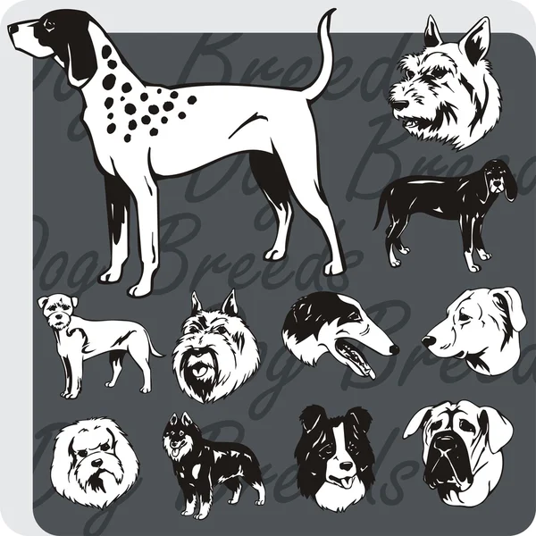 Dog Breeds - vector set — Stock Vector © Digital-Clipart #30855657