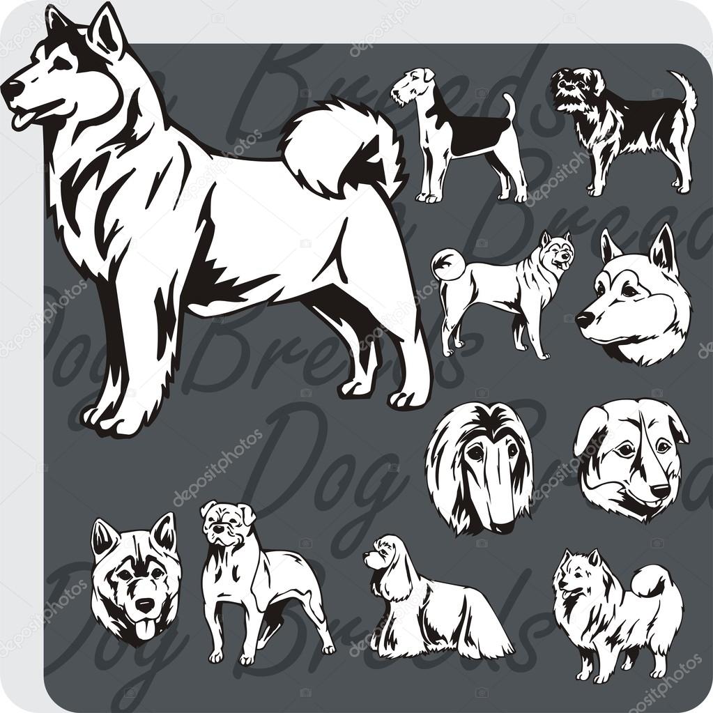 Dog Breeds - vector set — Stock Vector © Digital-Clipart #30855657